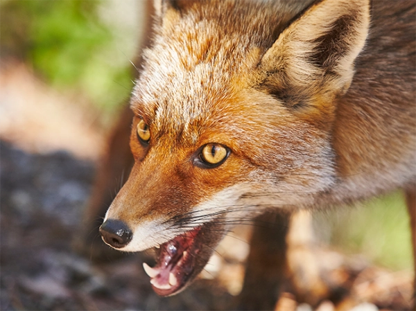 Cosa è la Rabbia: virus, sintomi, cura e vaccino